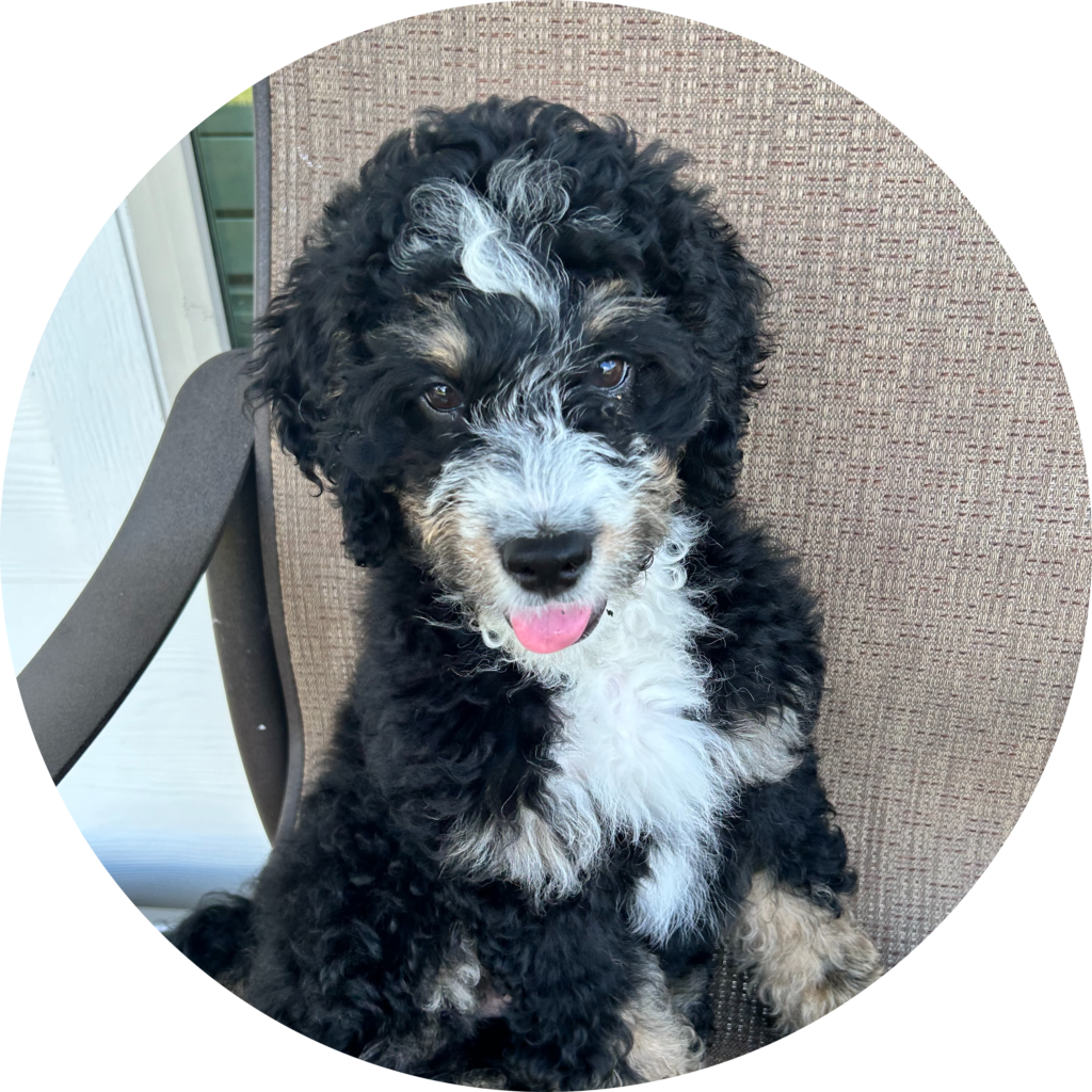 Pets – The Hulke Lab